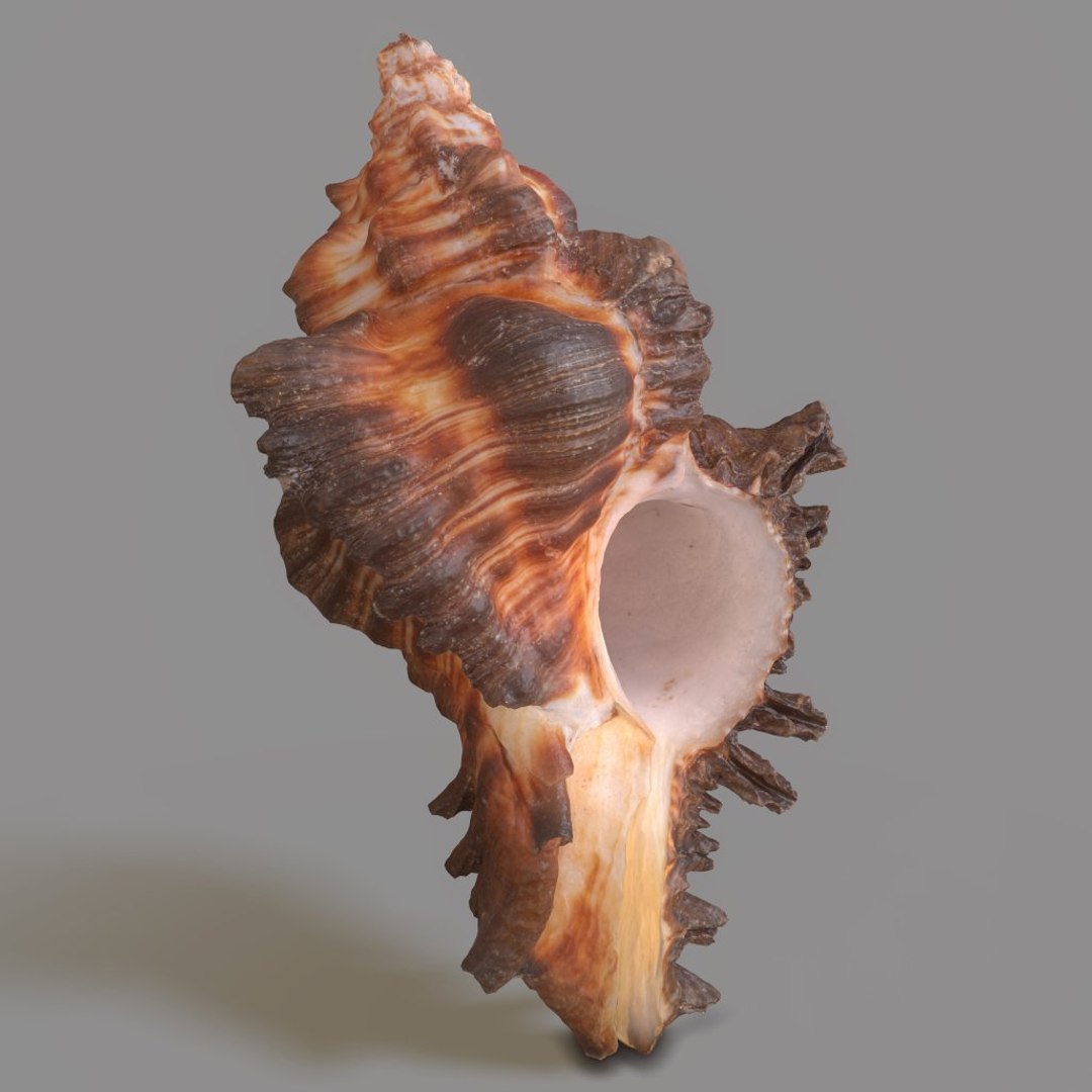3d Chicoreus Banksii Sea Mollusk Model