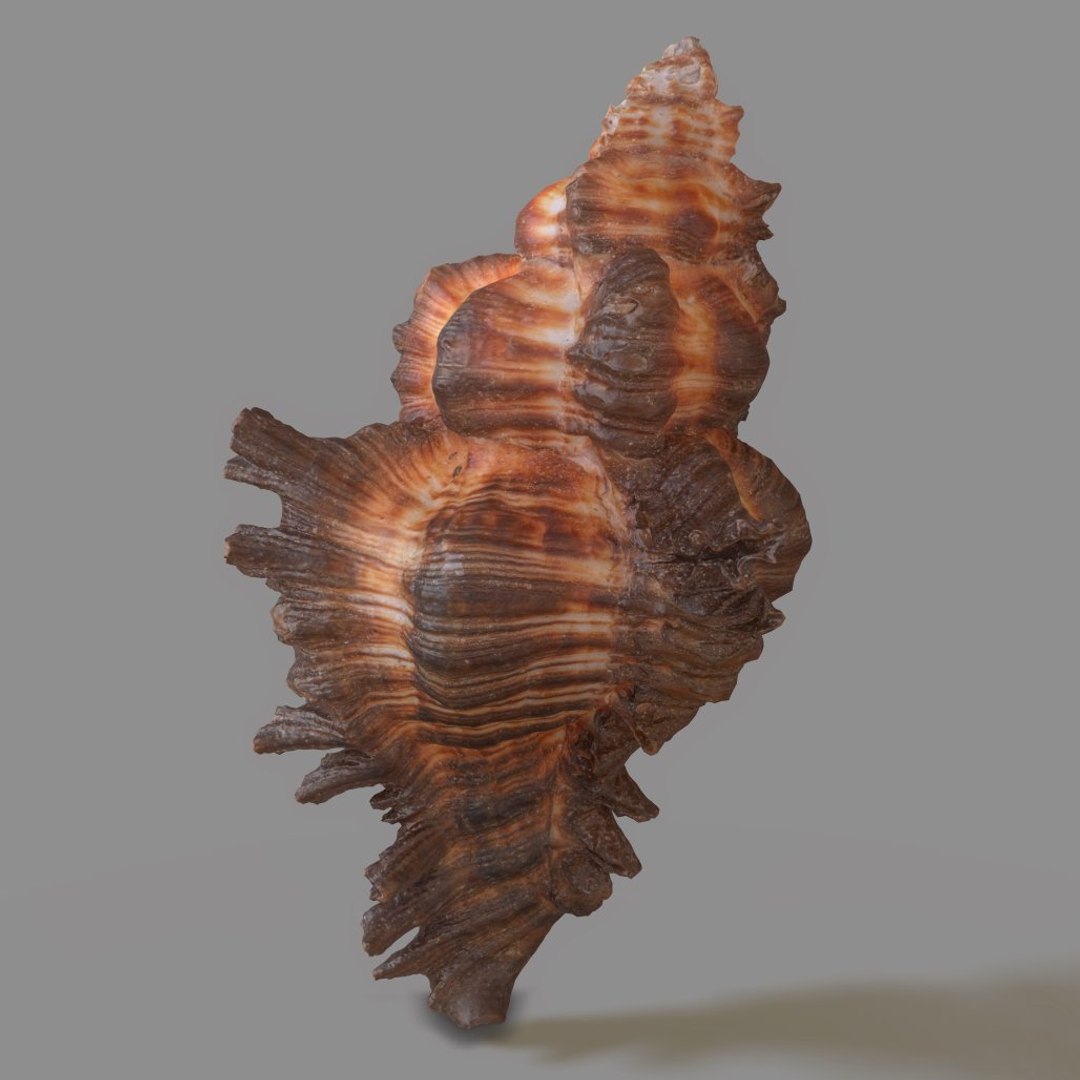 3d Chicoreus Banksii Sea Mollusk Model