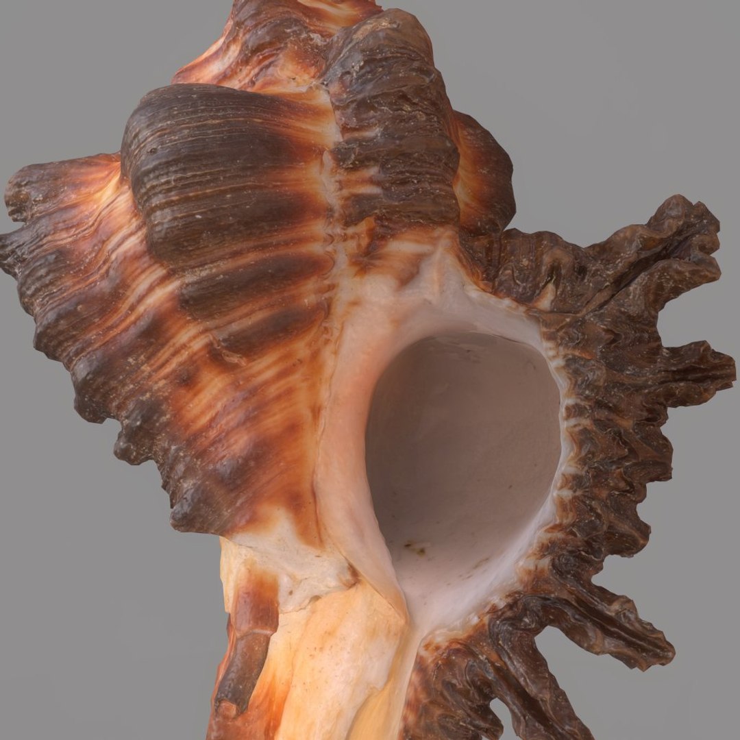 3d Chicoreus Banksii Sea Mollusk Model