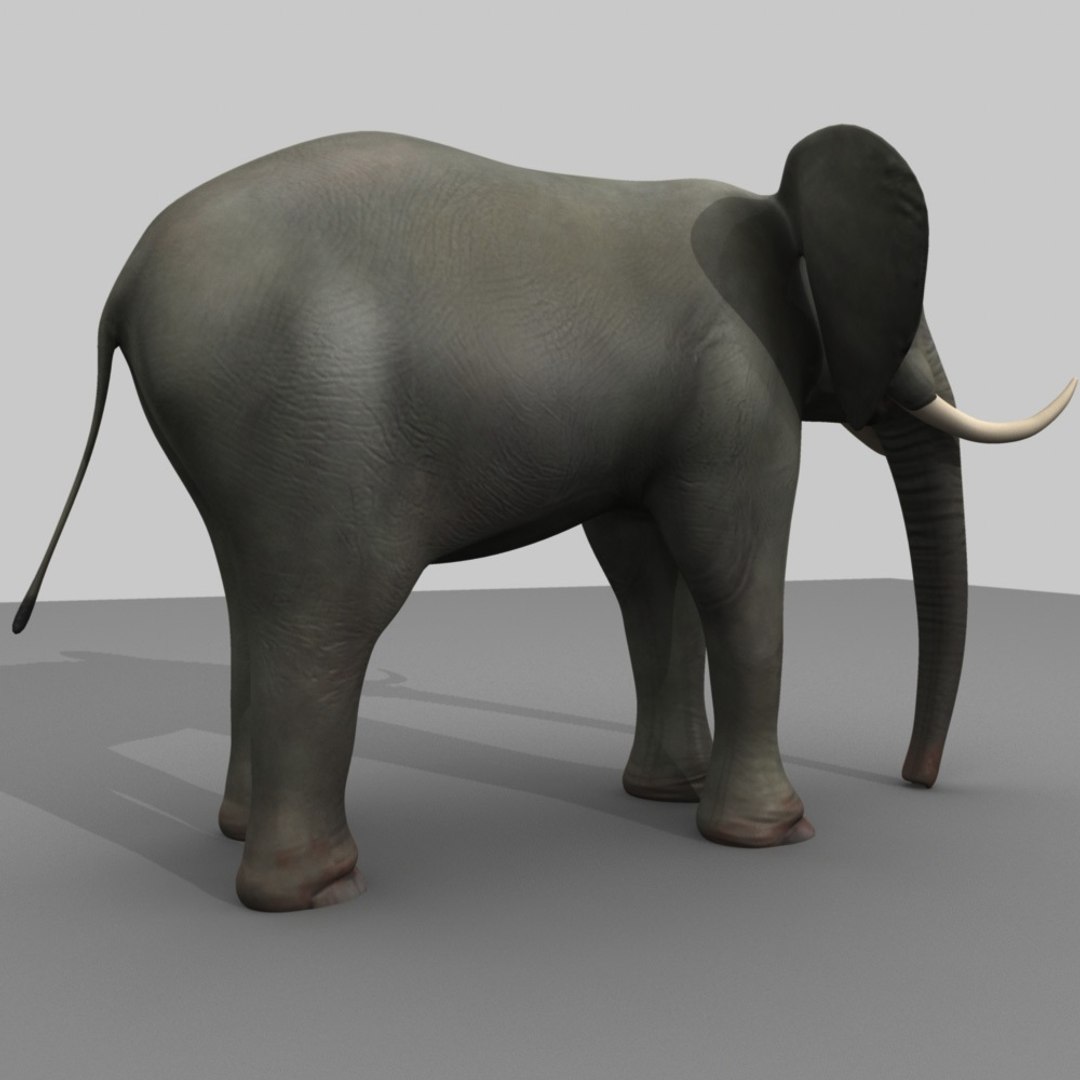 Max Elephant
