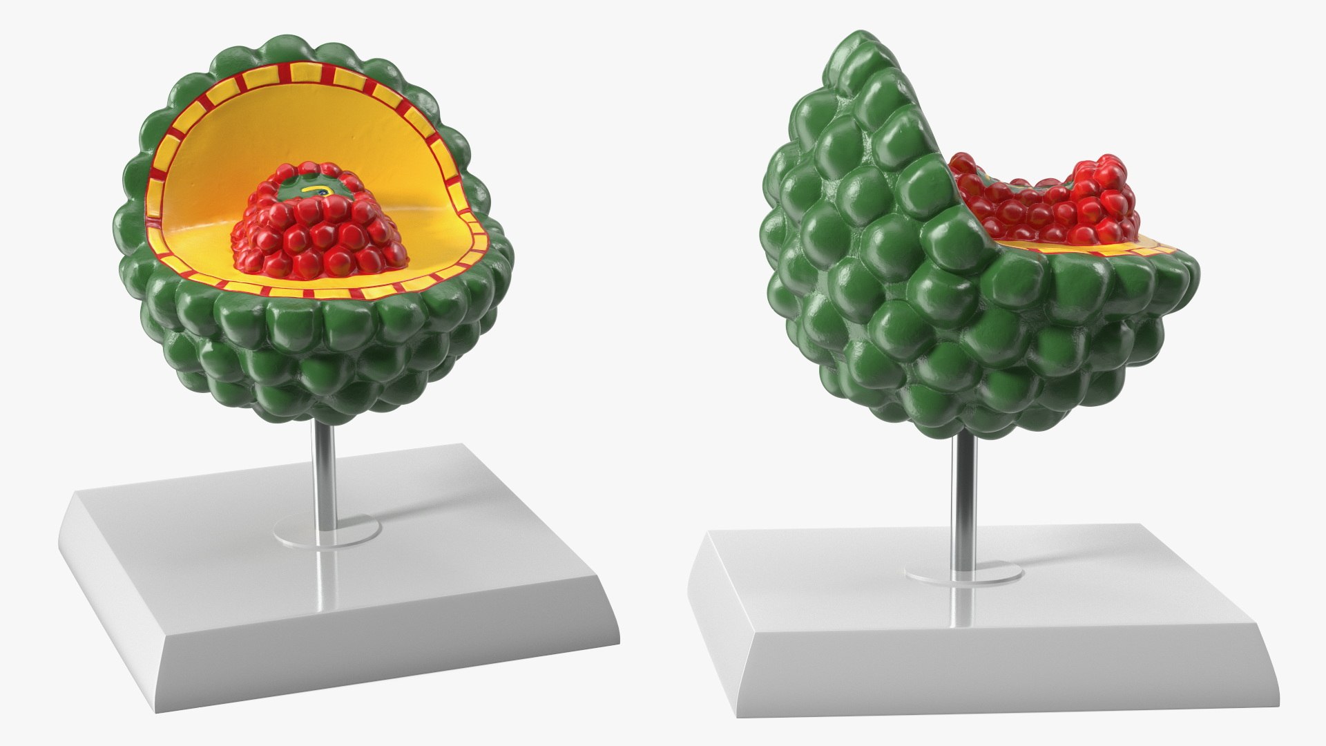 3D Anatomical Structure Model Of HIV Virus - TurboSquid 2409941