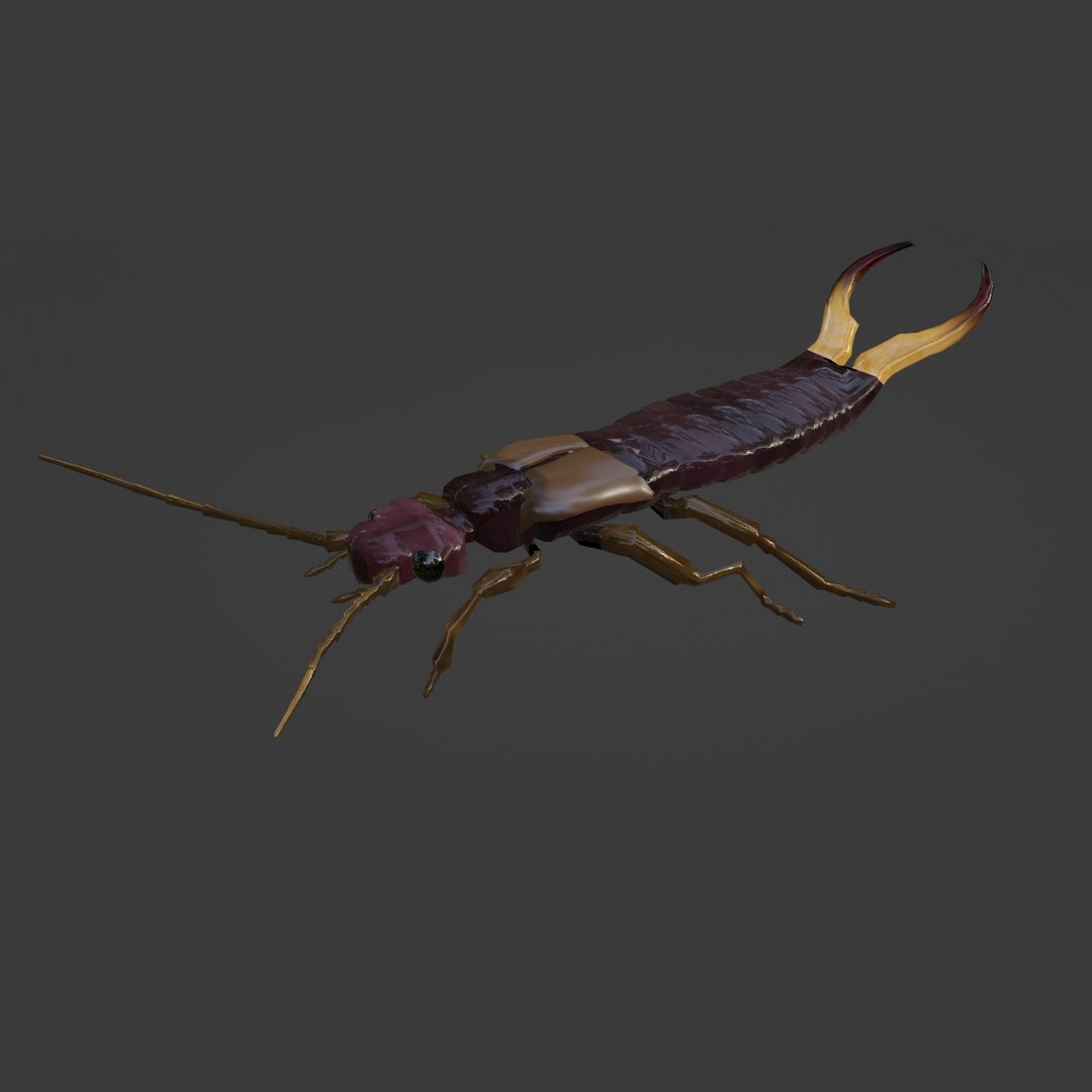 3D Earwig Forficula auricularia Animated - TurboSquid 2004264