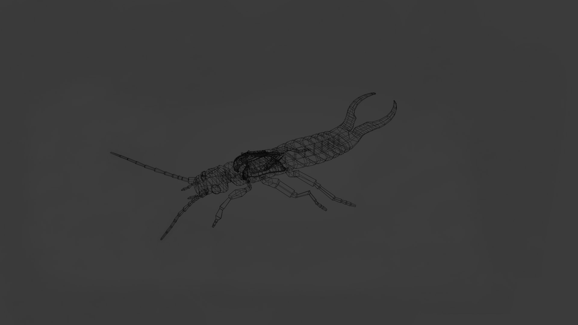 3D Earwig Forficula auricularia Animated - TurboSquid 2004264