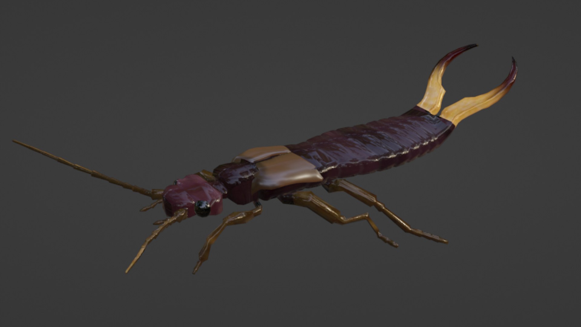 3D Earwig Forficula auricularia Animated - TurboSquid 2004264