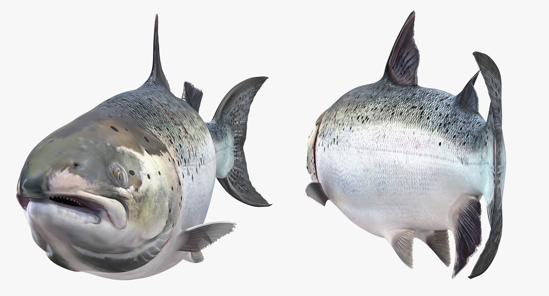 Swimming Atlantic Salmon Fish 3D Model - TurboSquid 1431489