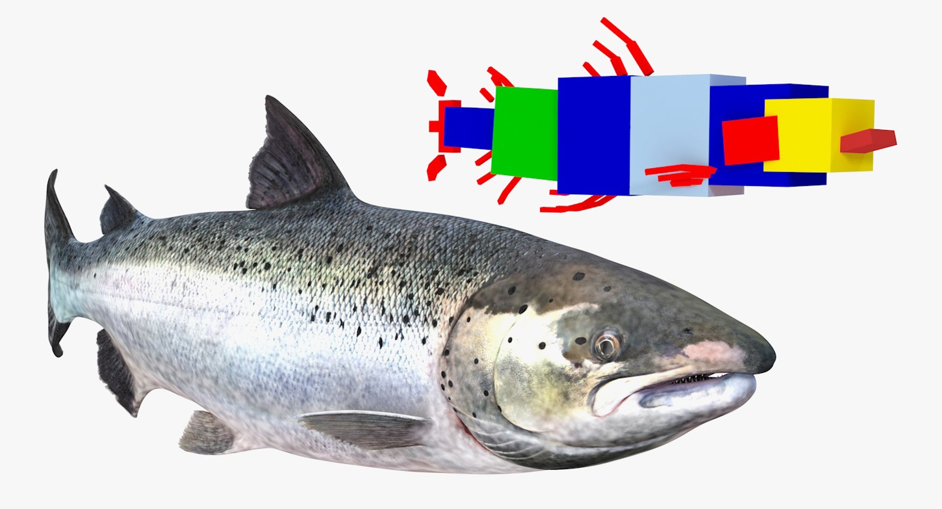 Swimming Atlantic Salmon Fish 3D Model - TurboSquid 1431489