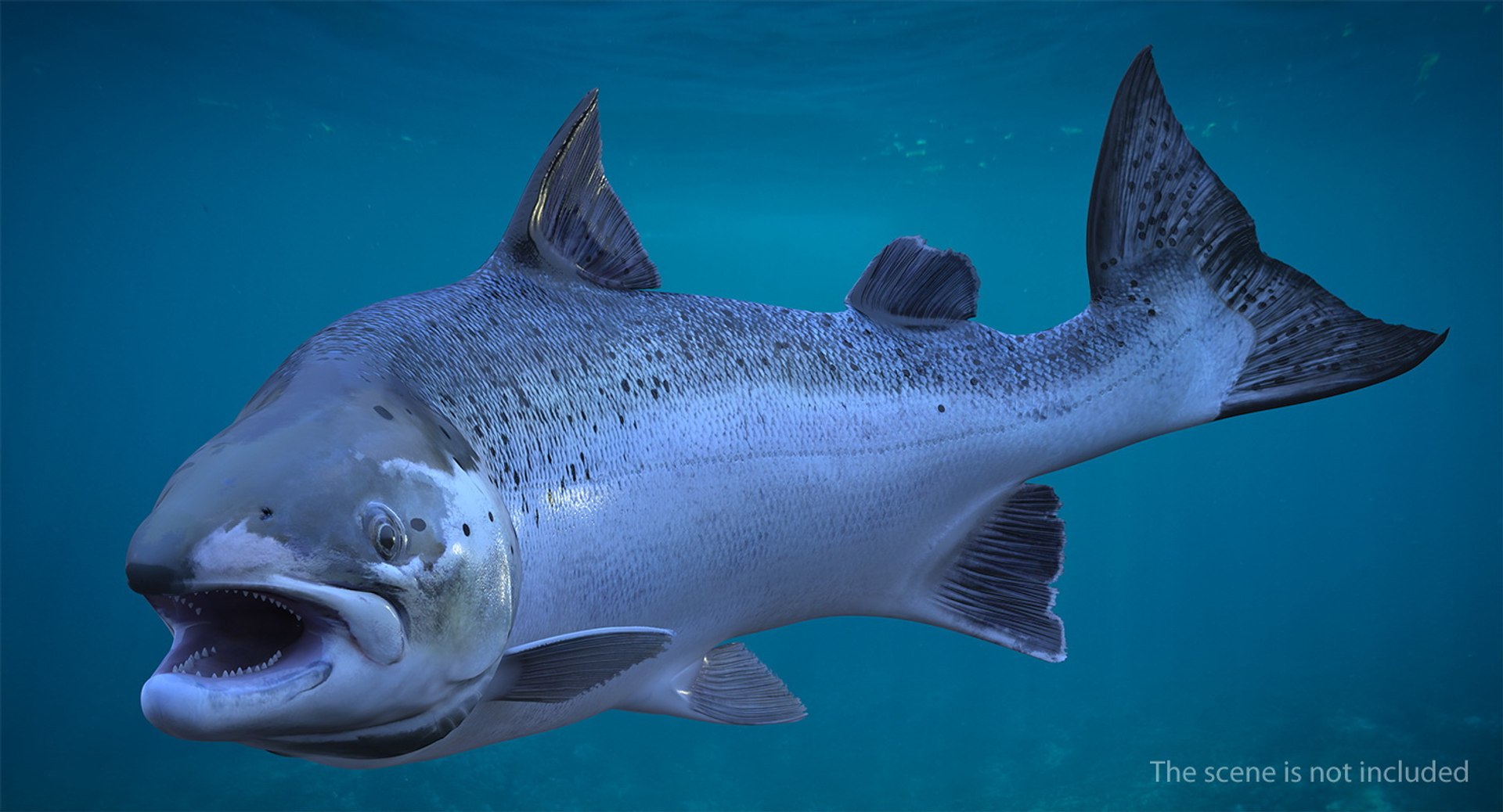 Swimming Atlantic Salmon Fish 3D Model - TurboSquid 1431489