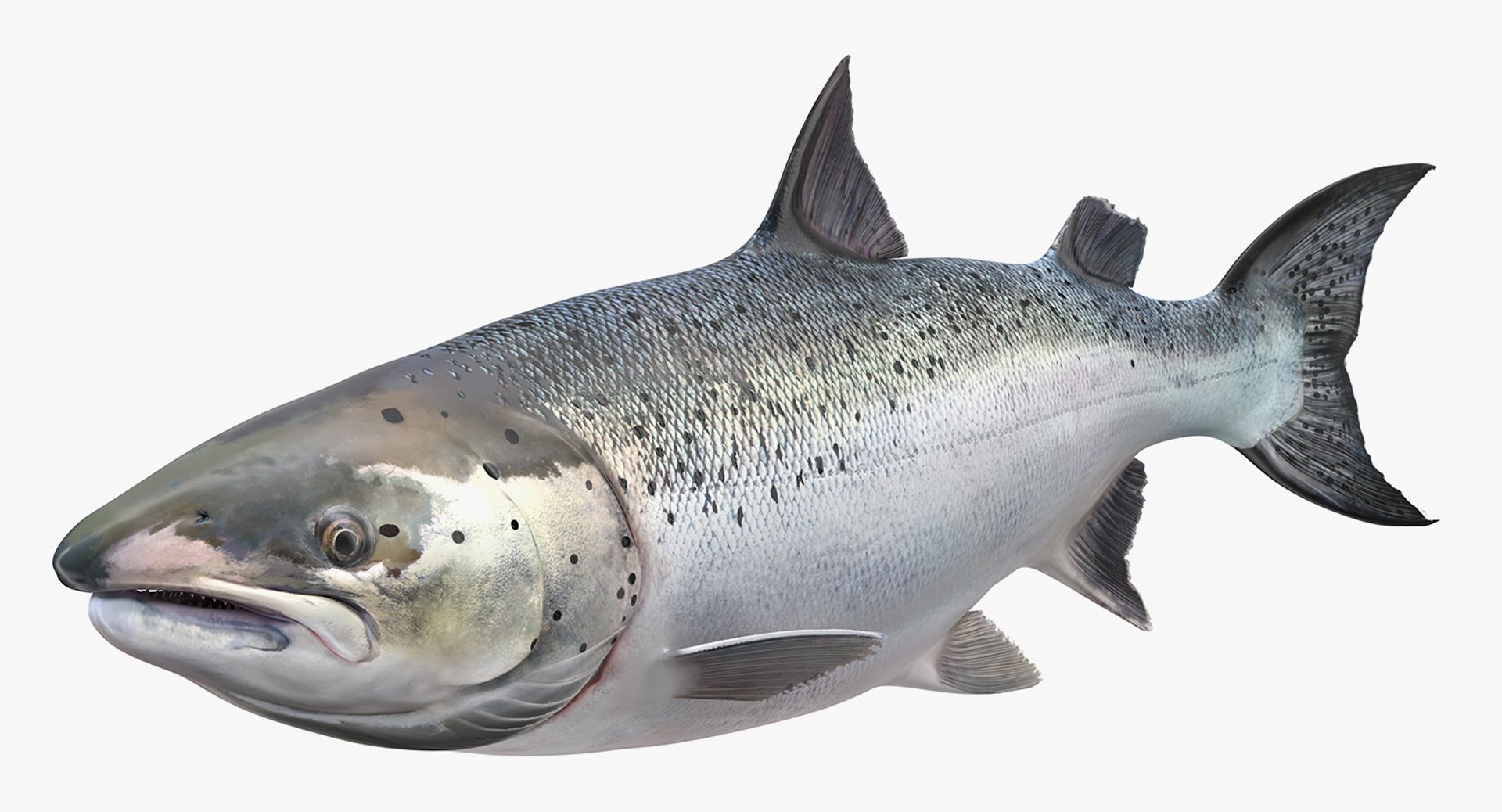 Swimming atlantic salmon fish 3D model - TurboSquid 1431489