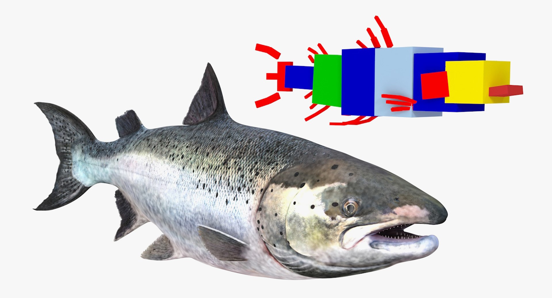 Swimming Atlantic Salmon Fish 3D Model - TurboSquid 1431489