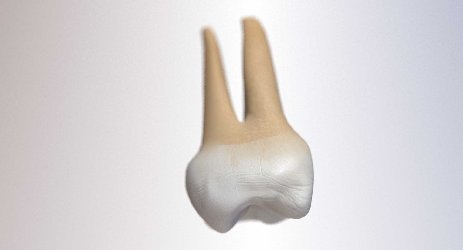 3D Model Dentition Stylized Teeth - TurboSquid 1163030
