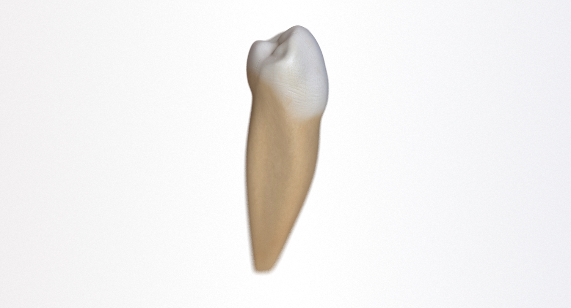 3D Model Dentition Stylized Teeth - TurboSquid 1163030