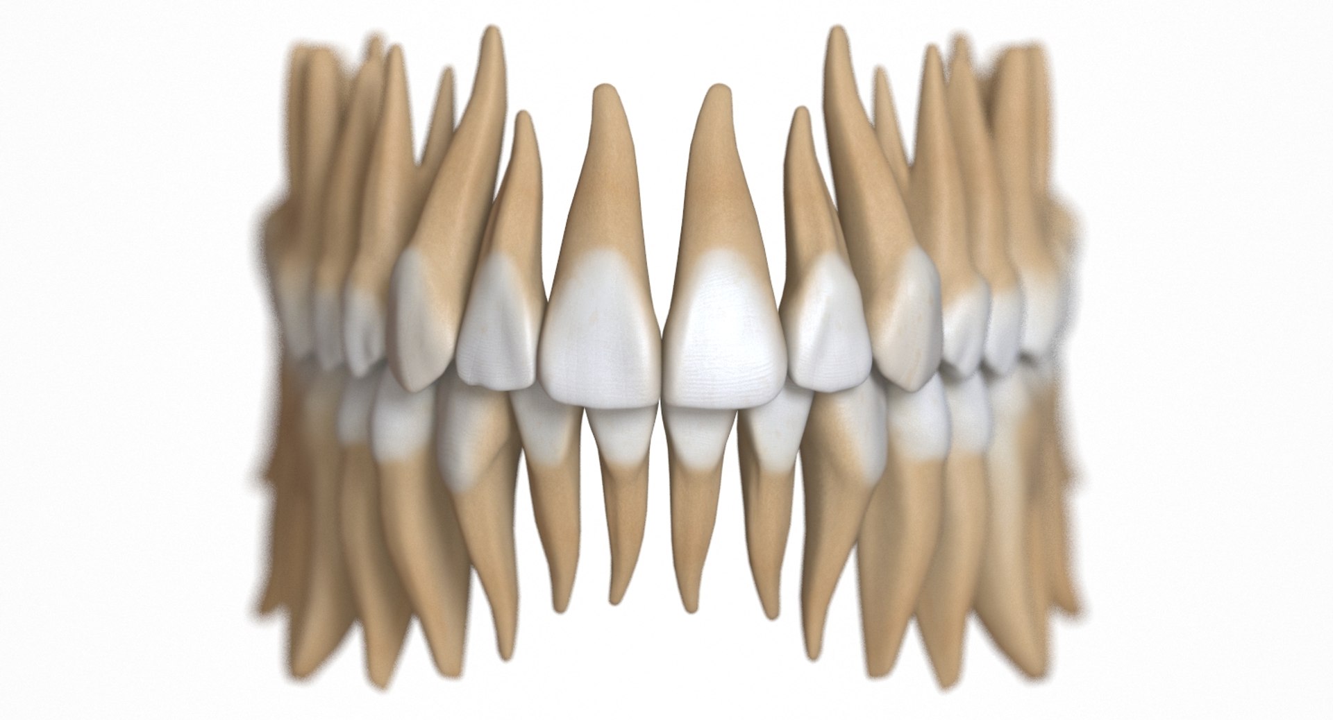 3D Model Dentition Stylized Teeth - TurboSquid 1163030