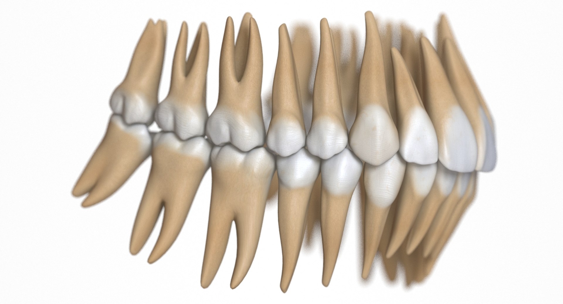 3D Model Dentition Stylized Teeth - TurboSquid 1163030