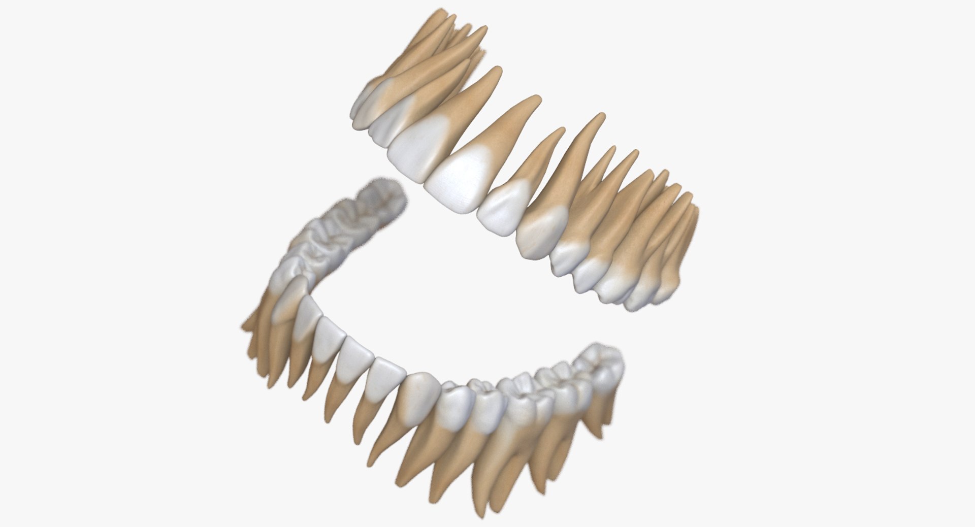 3D Model Dentition Stylized Teeth - TurboSquid 1163030