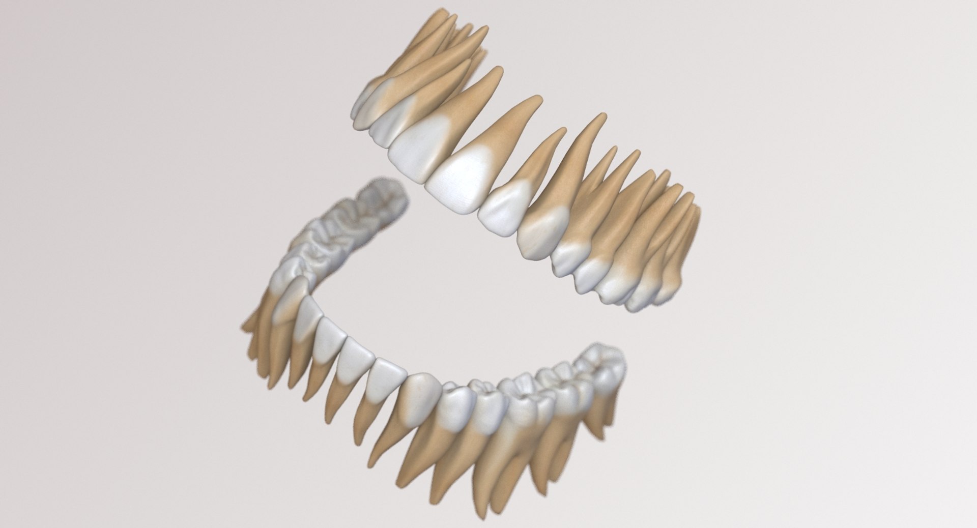 3D Model Dentition Stylized Teeth - TurboSquid 1163030