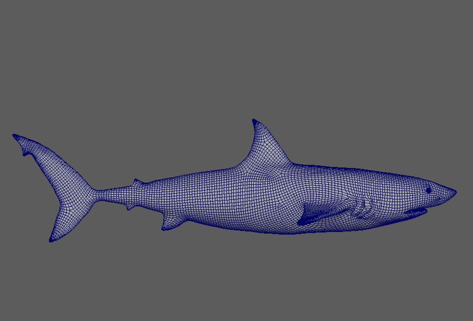 3D Shark Model - TurboSquid 1578556