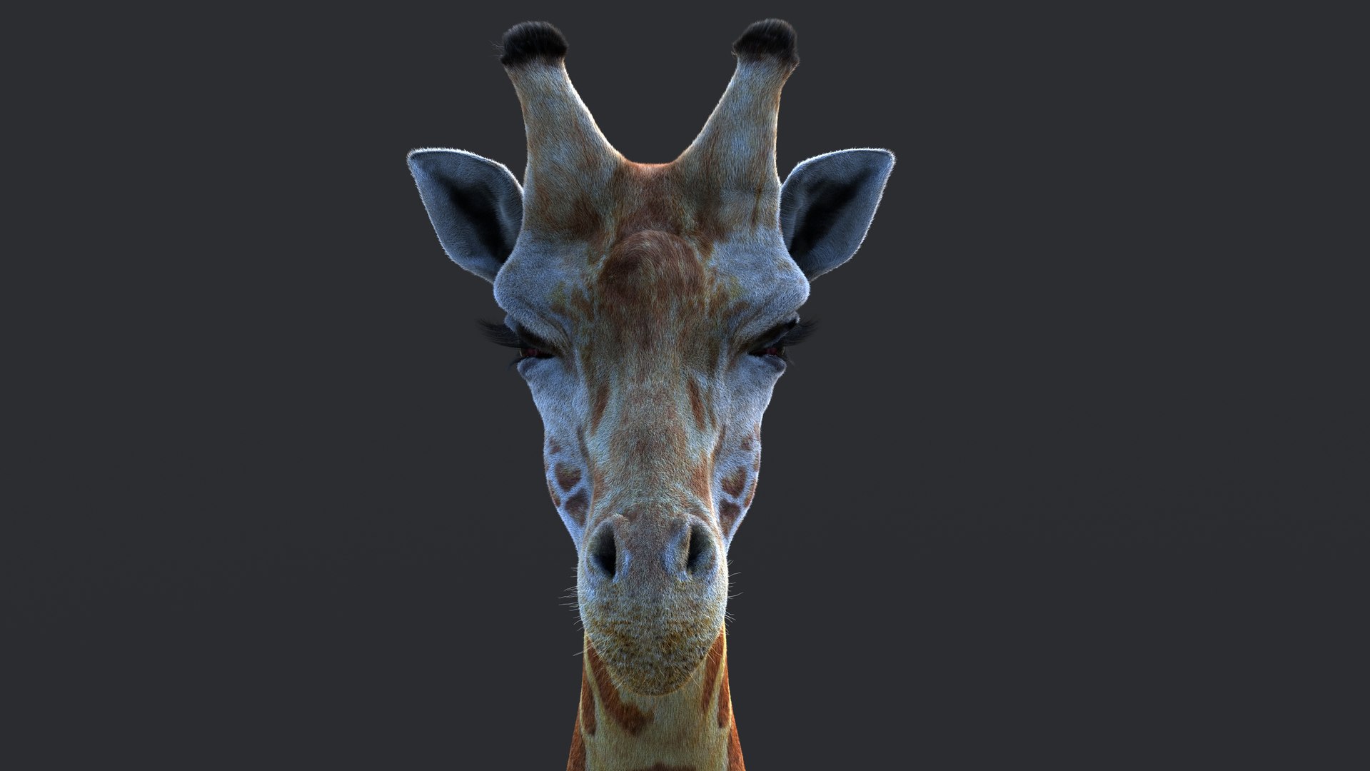 GIRAFFE XGEN-CORE RIGGED 3D Model - TurboSquid 2253816
