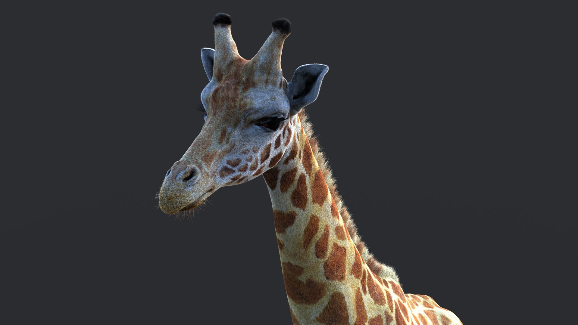 GIRAFFE XGEN-CORE RIGGED 3D Model - TurboSquid 2253816