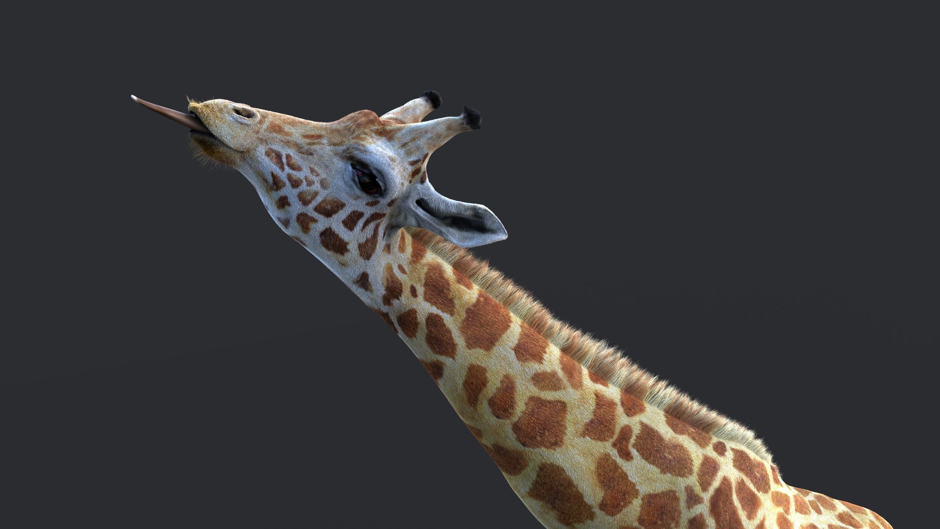 GIRAFFE XGEN-CORE RIGGED 3D Model - TurboSquid 2253816