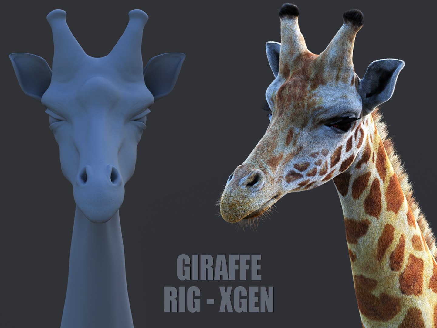 GIRAFFE XGEN-CORE RIGGED 3D Model - TurboSquid 2253816