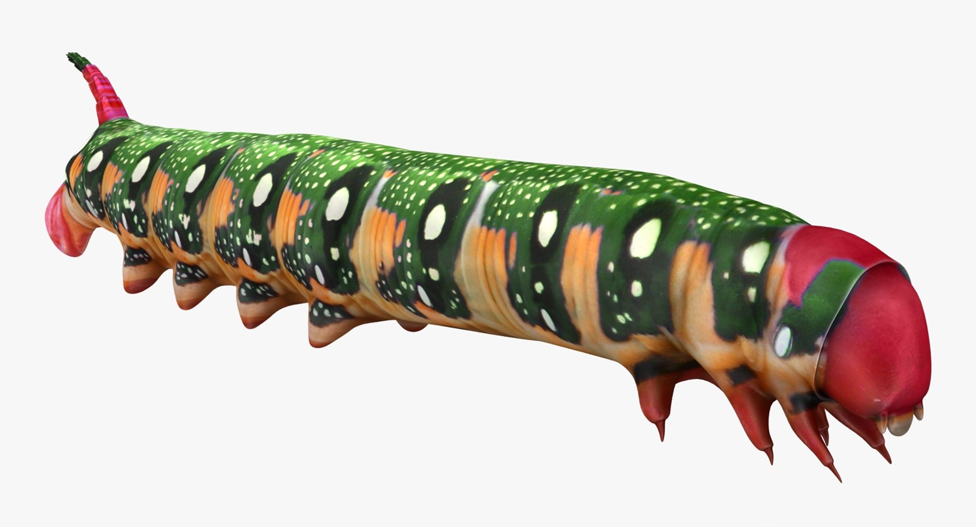 wolfsmilchschwarmer raupe orange animation 3d max