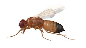 3D Fruit Fly Models - Browse & Download Formats - TurboSquid
