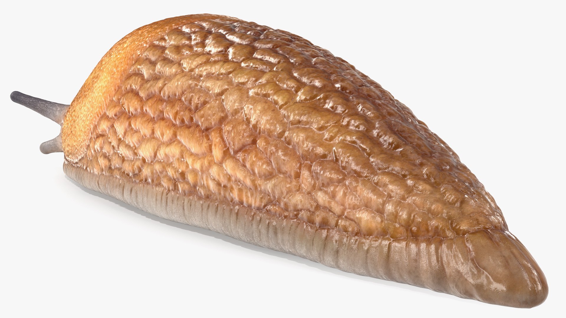 Slug Dusky Arion Rigged For Cinema 4D 3D Model - TurboSquid 2018636