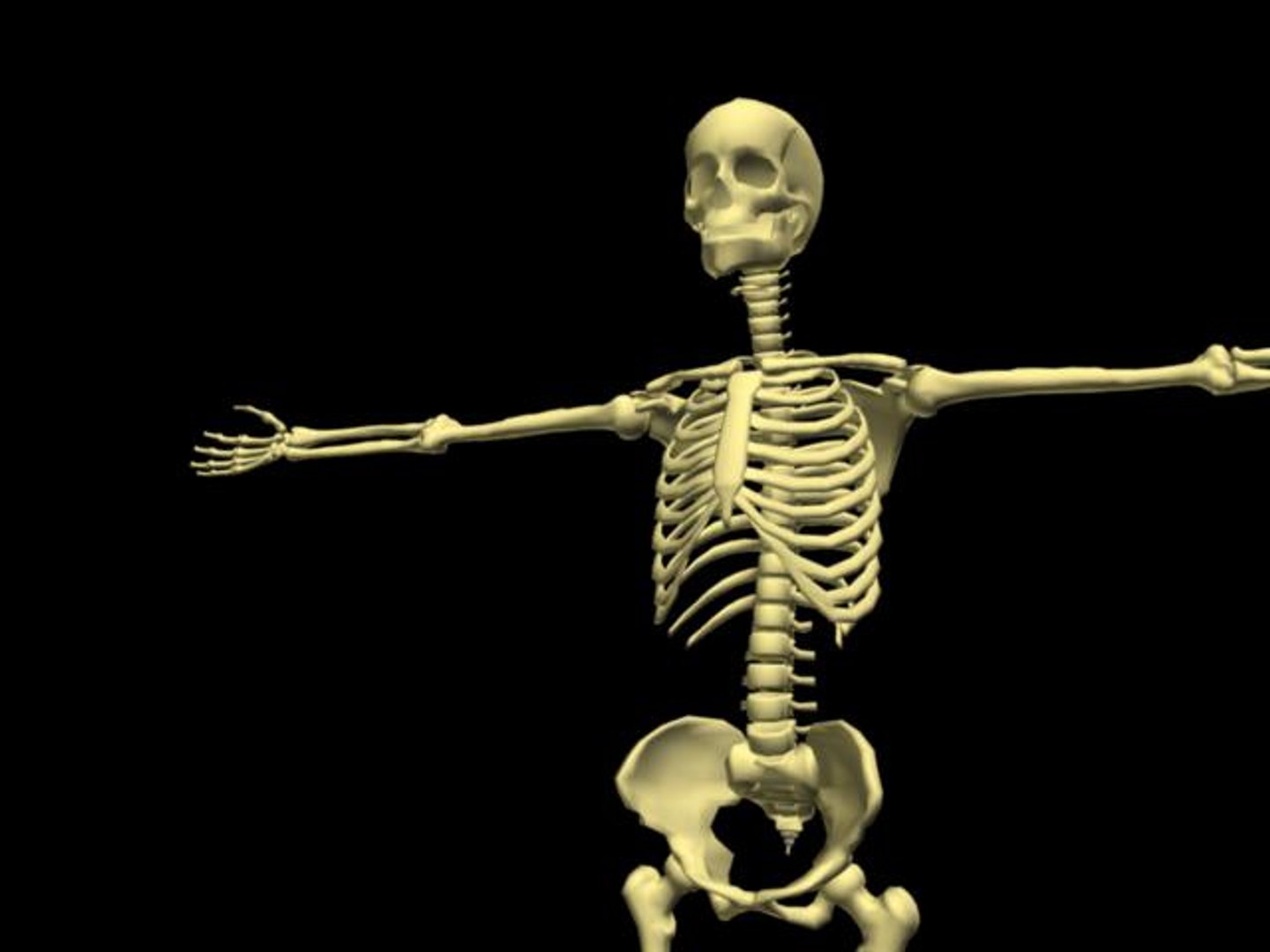 3d Female Skeleton Muscles Skin Model