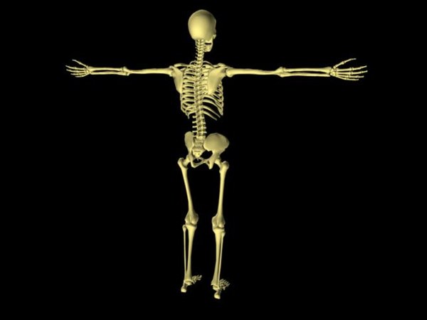 3d female skeleton muscles skin model