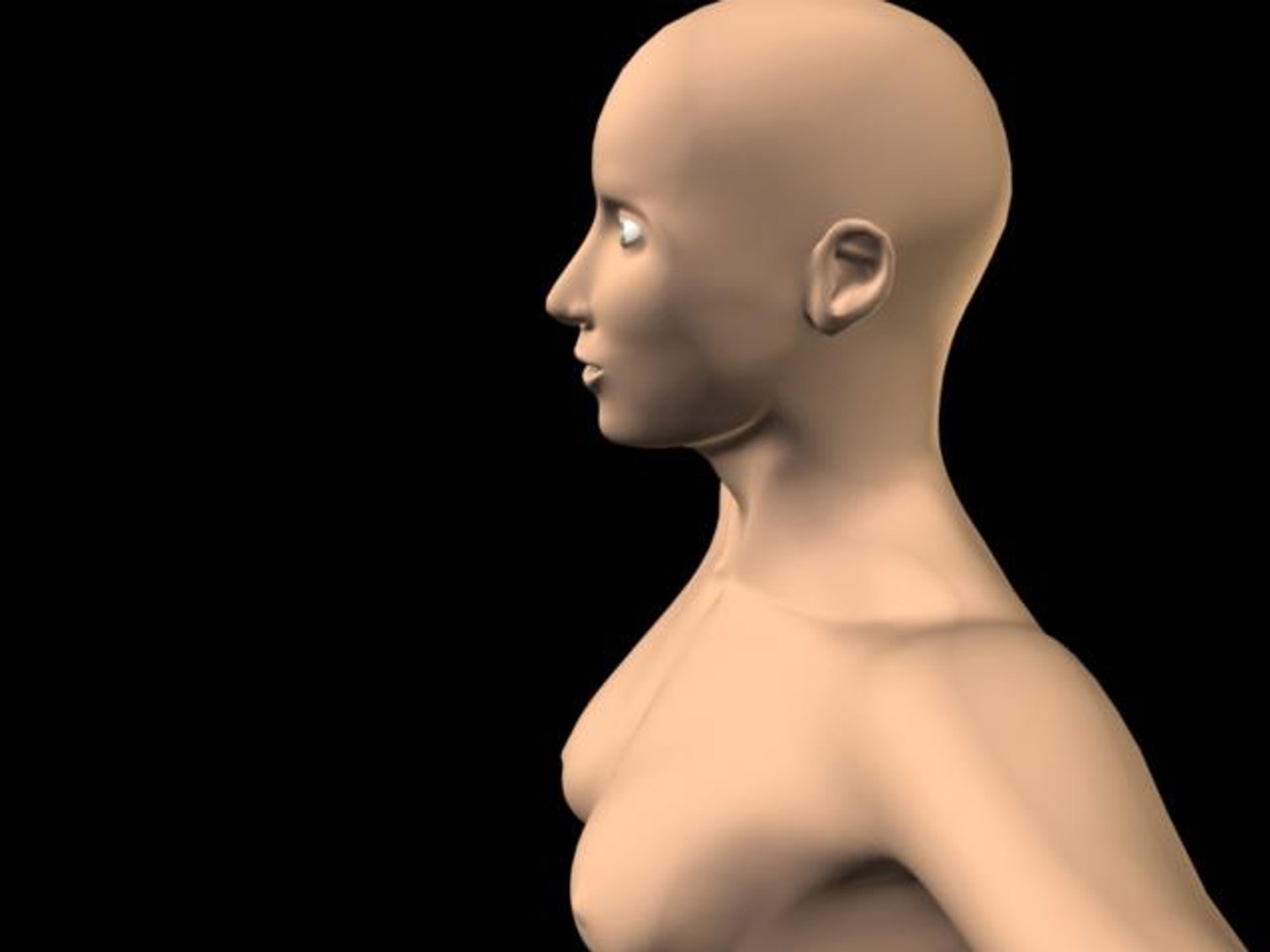 3d Female Skeleton Muscles Skin Model