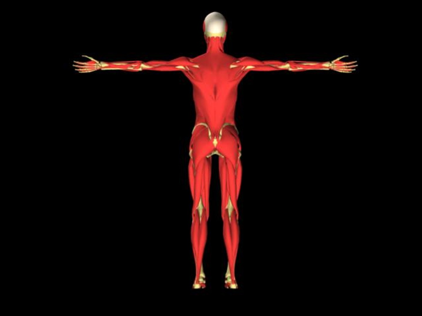 3d Female Skeleton Muscles Skin Model