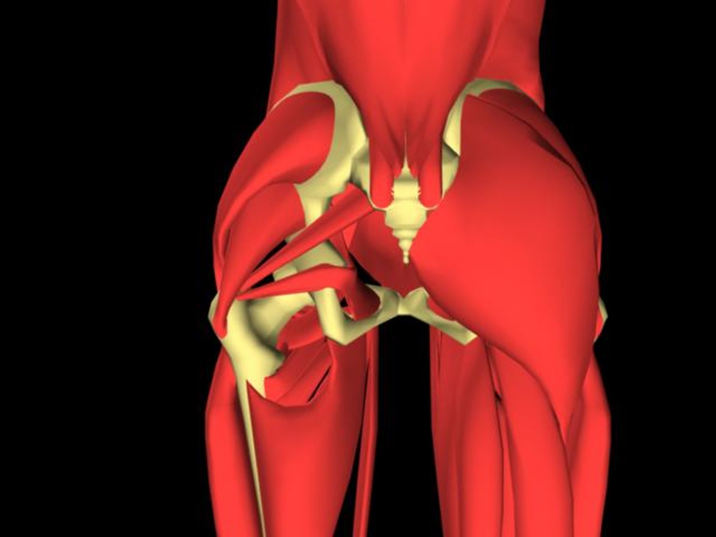 3d Female Skeleton Muscles Skin Model