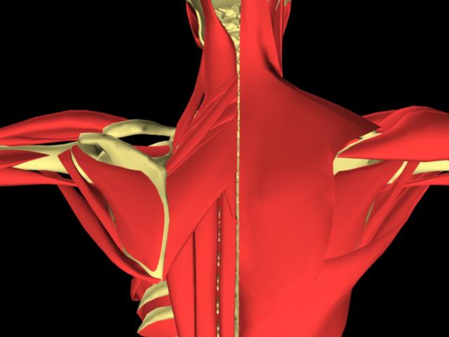 3d Female Skeleton Muscles Skin Model