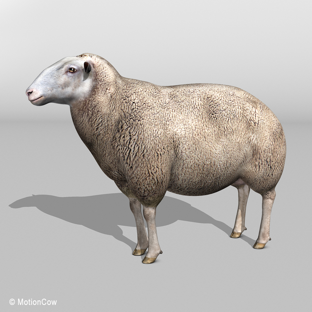 3d lamb sheep