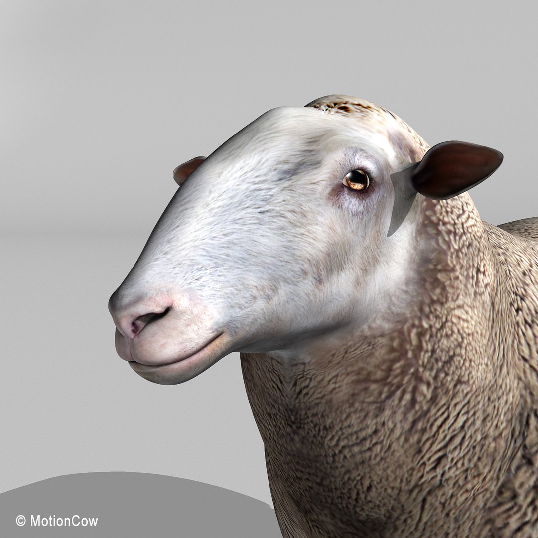 3d Lamb Sheep