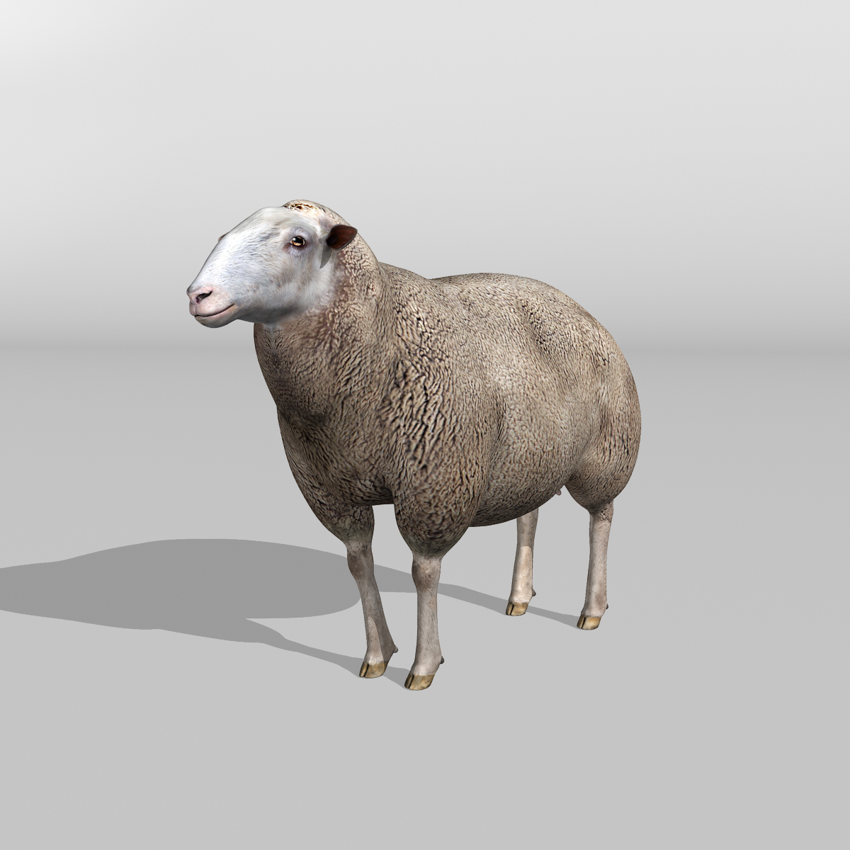 3d lamb sheep