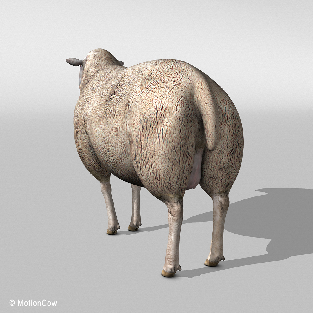 3d lamb sheep