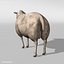 3d Lamb Sheep