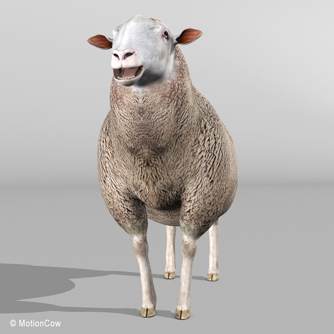 3d Lamb Sheep