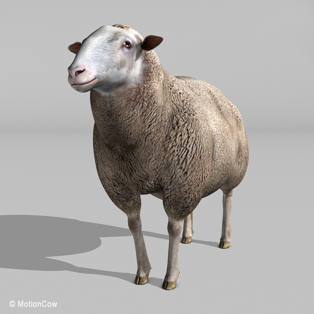 3d lamb sheep