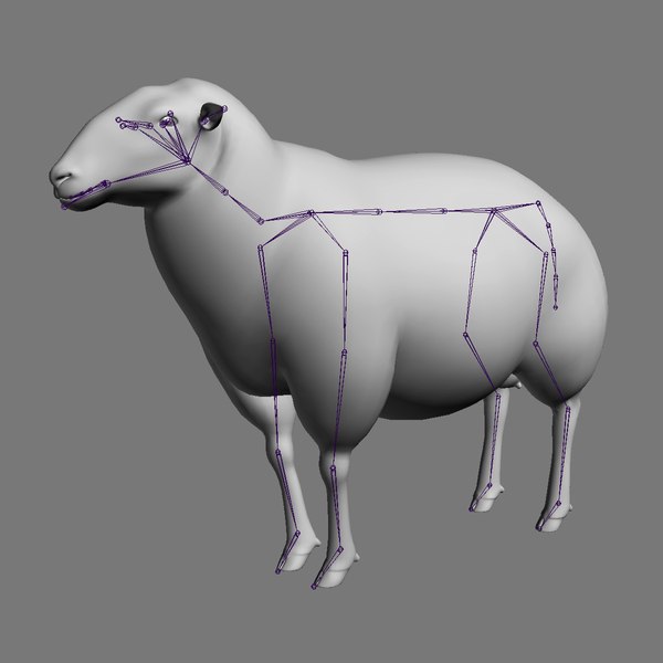 3d lamb sheep