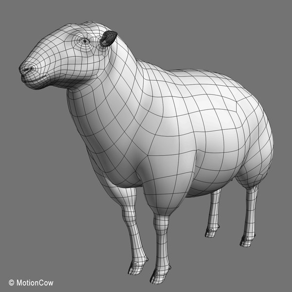 3d lamb sheep