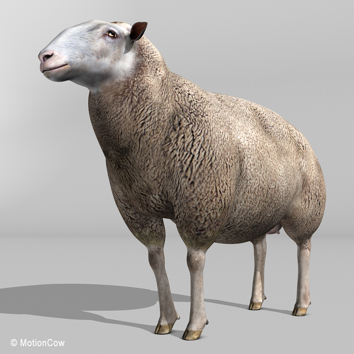 3d lamb sheep