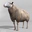 3d Lamb Sheep