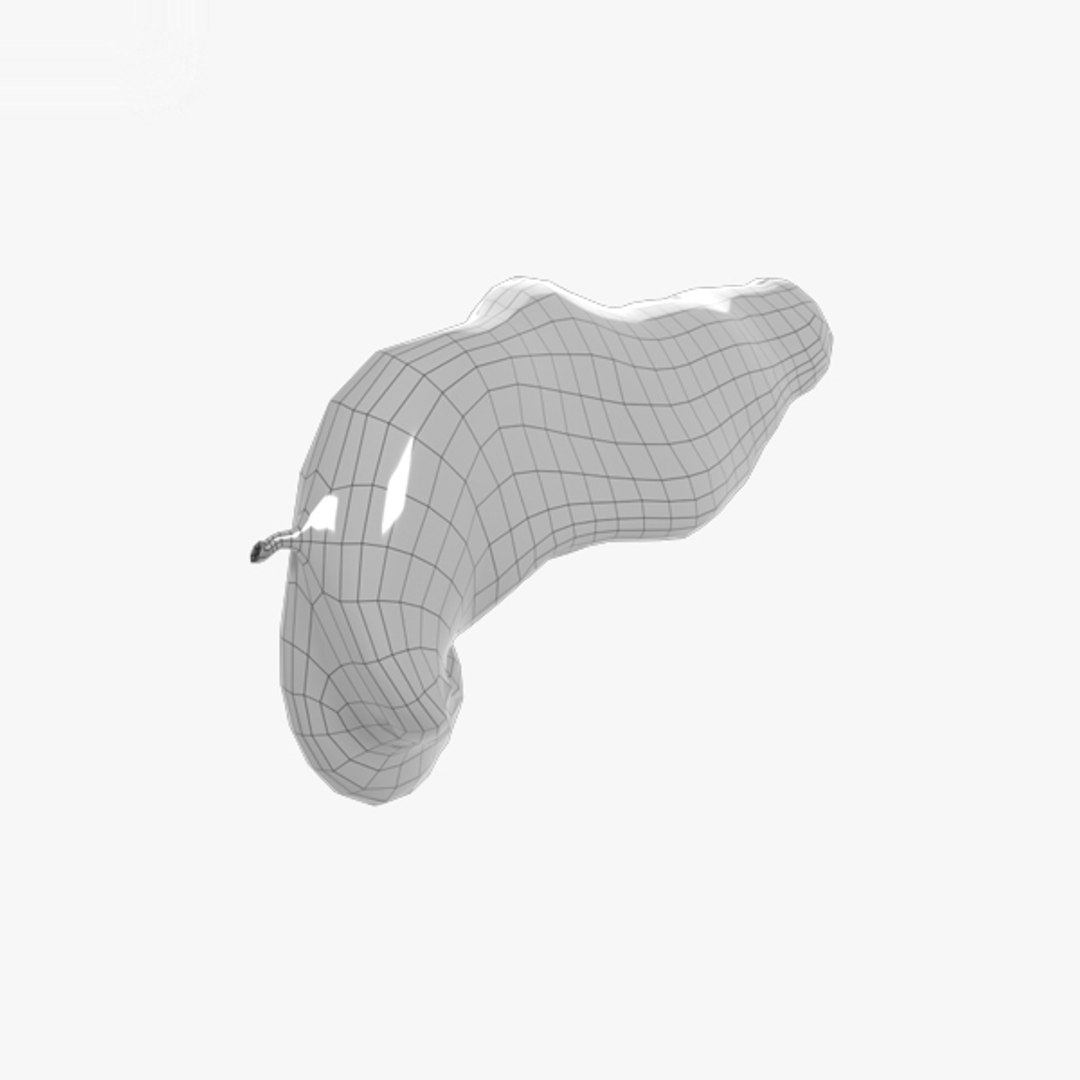 Pancreas Human Man 3D Model - TurboSquid 1549550