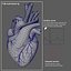 3D Rigged Heart Beating Model - TurboSquid 1227591