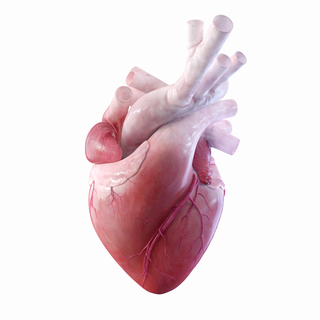 3D Rigged Heart Beating Model - TurboSquid 1227591