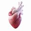 3D Rigged Heart Beating Model - TurboSquid 1227591