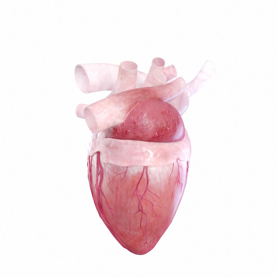3D Rigged Heart Beating Model - TurboSquid 1227591