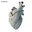 3D Rigged Heart Beating Model - TurboSquid 1227591